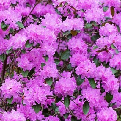 Rhododendron 'PJM' Azalea – Vern Goers Greenhouse
