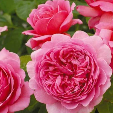 Rose David Austin Princess Alexandra of Kent – Vern Goers Greenhouse