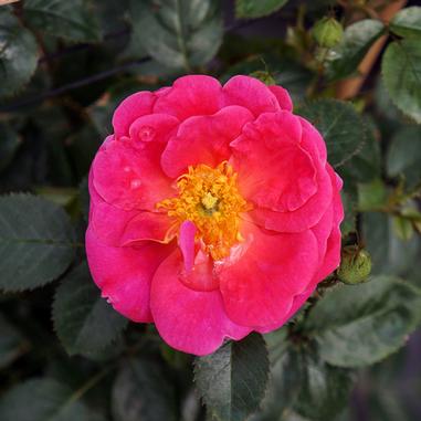 Rose Highwire Flyer – Vern Goers Greenhouse