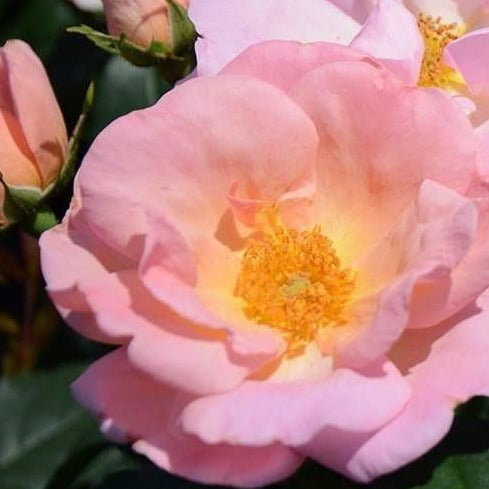 Rose Knock Out Peachy – Vern Goers Greenhouse