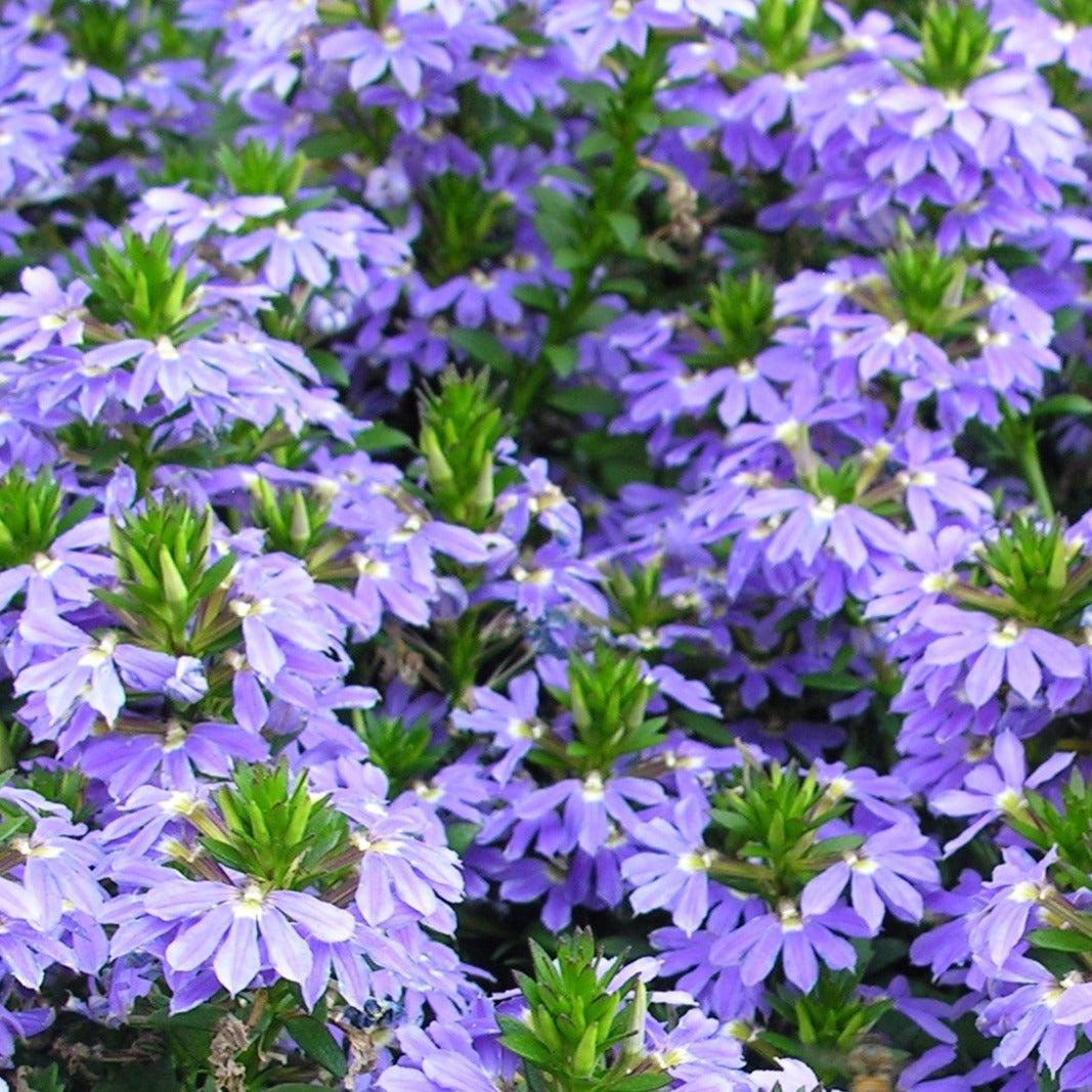 Scaevola Blue Wonder HB – Vern Goers Greenhouse