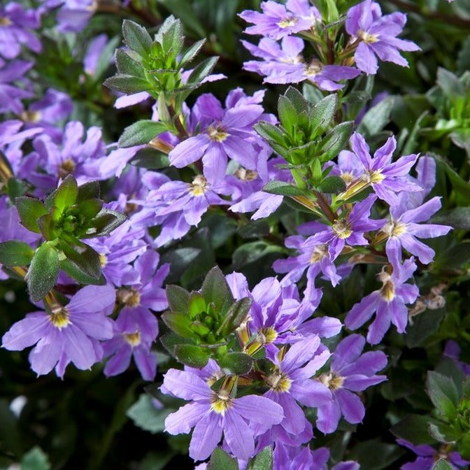 Scaevola Scampi Blue – Vern Goers Greenhouse