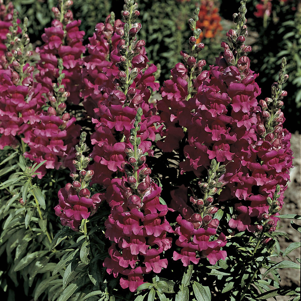 Snapdragon Liberty Classic Lavender – Vern Goers Greenhouse