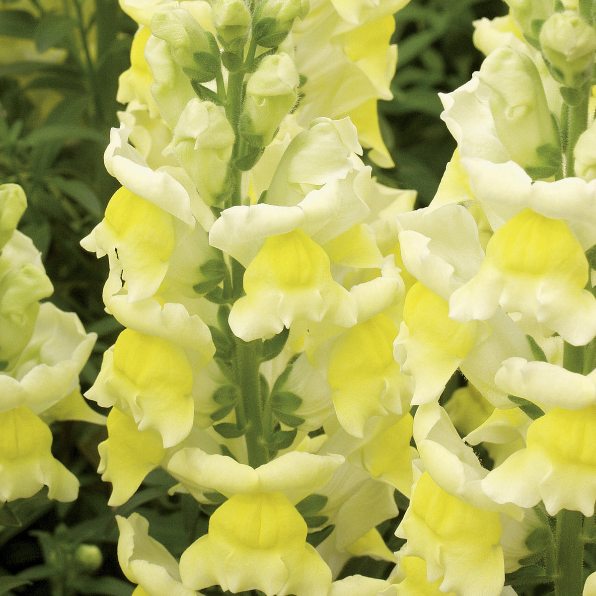 Snapdragon Liberty Classic Yellow – Vern Goers Greenhouse
