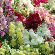 Snapdragon Snapshot Mix – Vern Goers Greenhouse