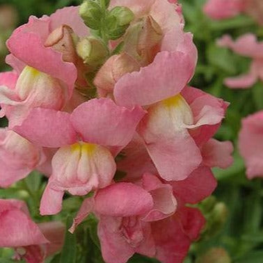 Snapdragon Snapshot Pink – Vern Goers Greenhouse