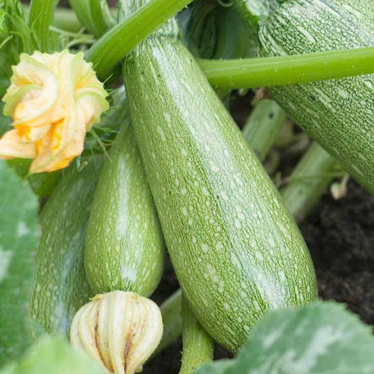 Squash Emerald Delight – Vern Goers Greenhouse