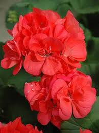 Geranium Patriot Watermelon – Vern Goers Greenhouse