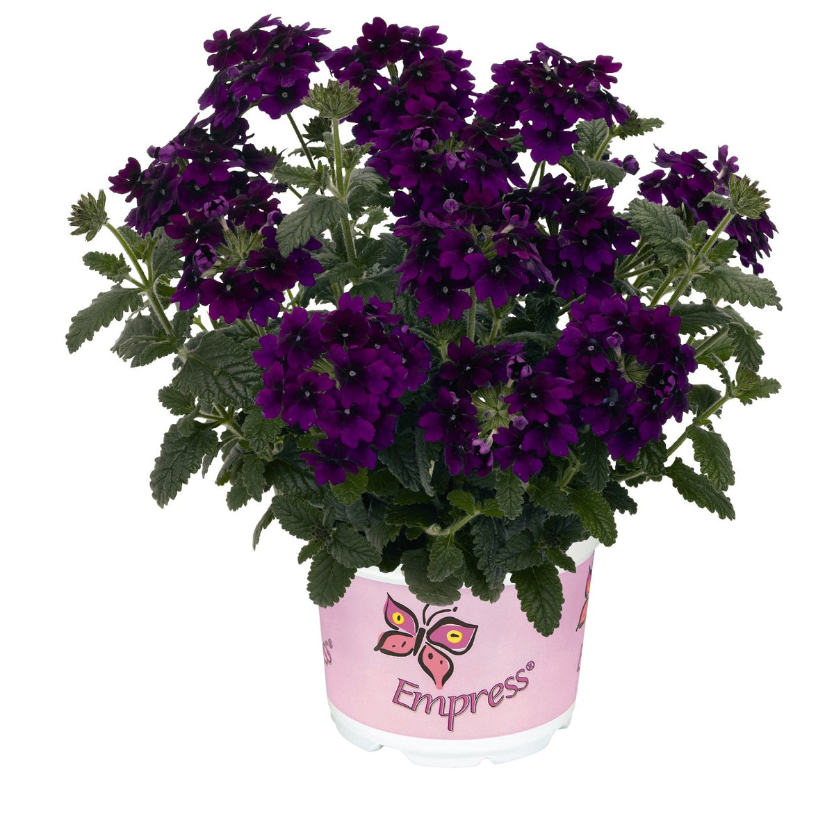 Verbena Empress Flair Violet Blue – Vern Goers Greenhouse