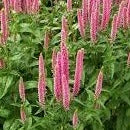 Veronica 'First Love' – Vern Goers Greenhouse