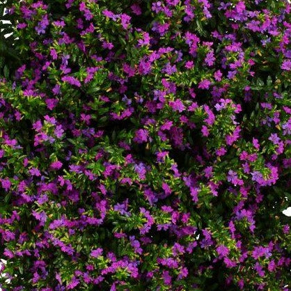 Cuphea "Mexican Heather" Selena HB – Vern Goers Greenhouse