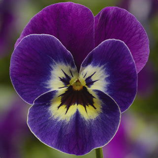 Viola - Penny Violet Face – Vern Goers Greenhouse