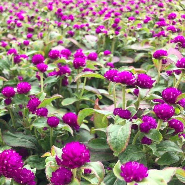 Gomphrena Buddy Purple – Vern Goers Greenhouse