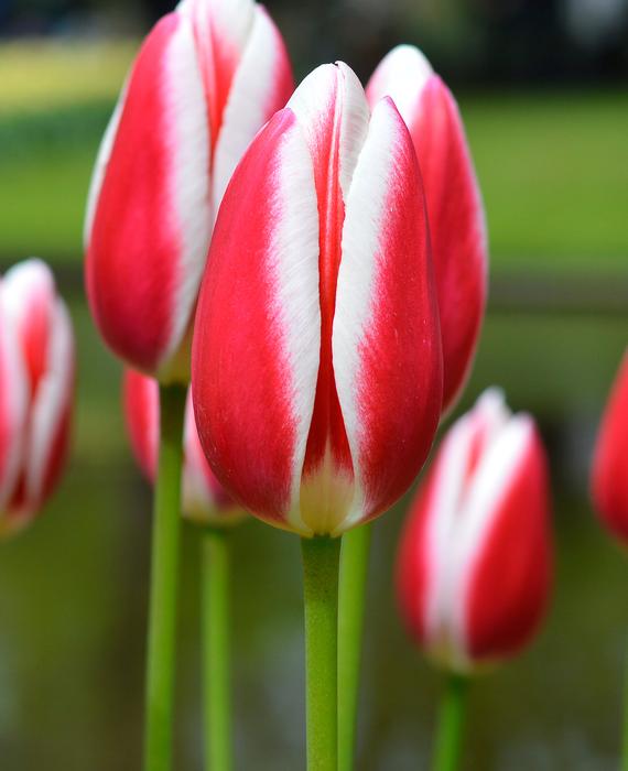 Tulip Candy Apple Delight – Vern Goers Greenhouse