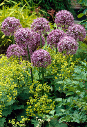 Allium Violet Beauty – Vern Goers Greenhouse