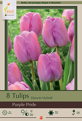 Tulip Purple Pride – Vern Goers Greenhouse