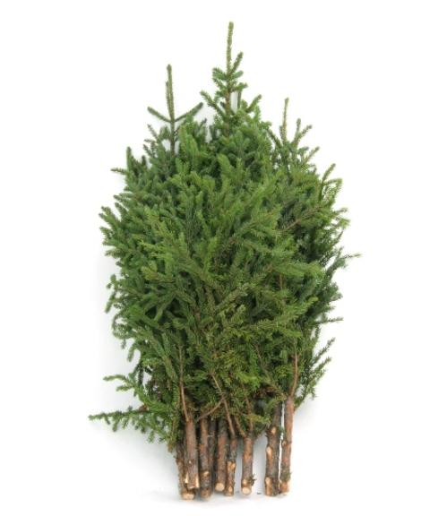 Spruce Tops – Vern Goers Greenhouse